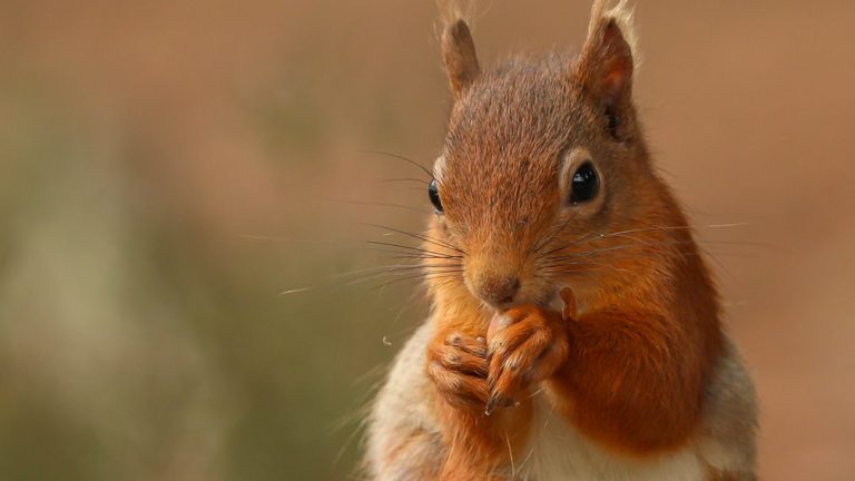 Autumnwatch episode 1 2019 - celebrating the best of our UK wildlife