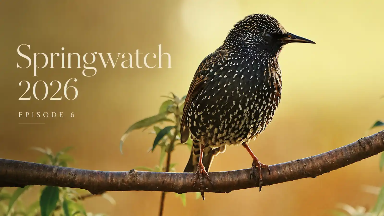 Springwatch 2026 episode 6 - HDclump